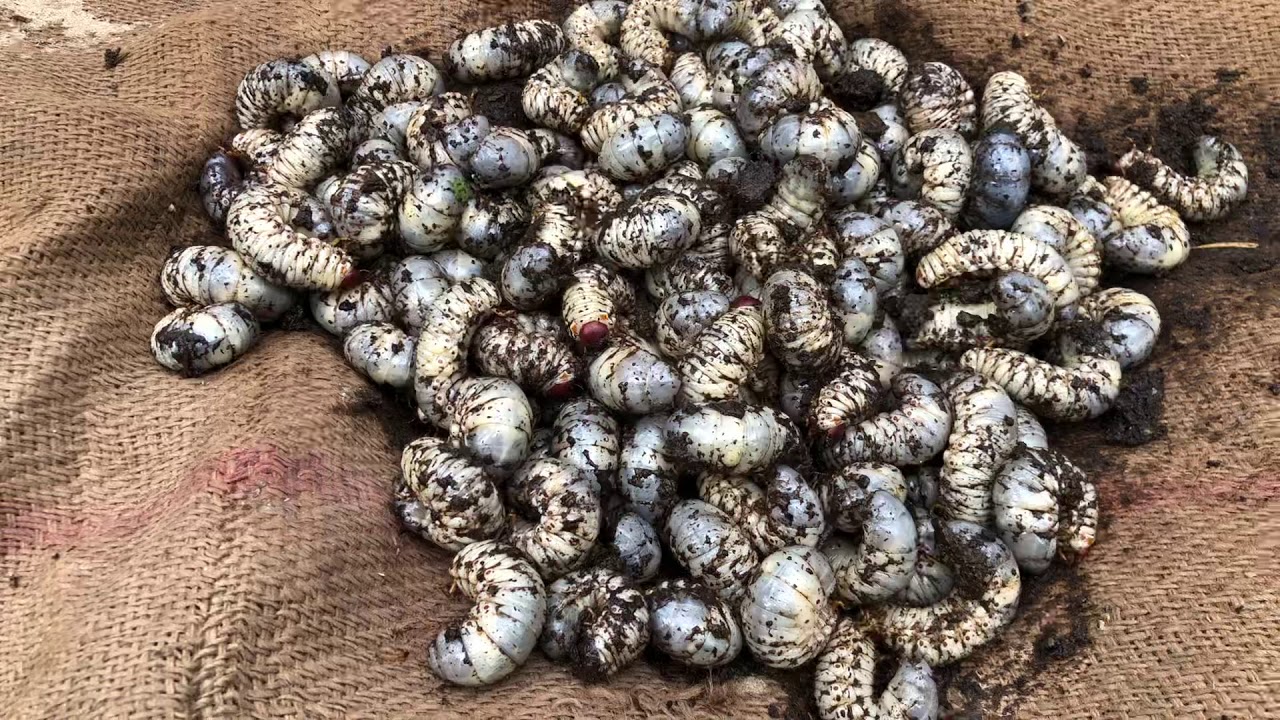 Larvae in the compost - YouTube