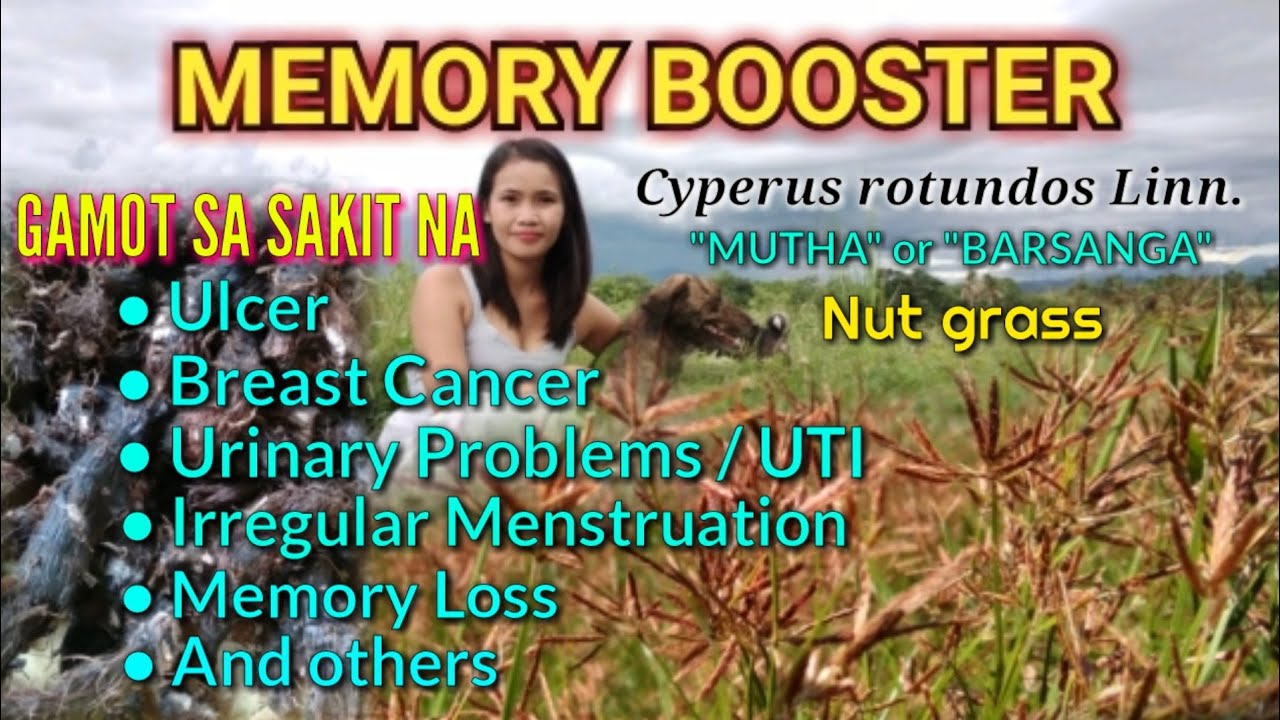 Damong mutha gamot sa memory loss, at cognition disorder - YouTube