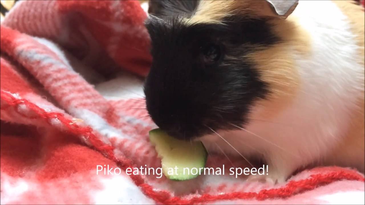 Piko The Guinea Pig Eating Cucumber (in slow motion) - YouTube