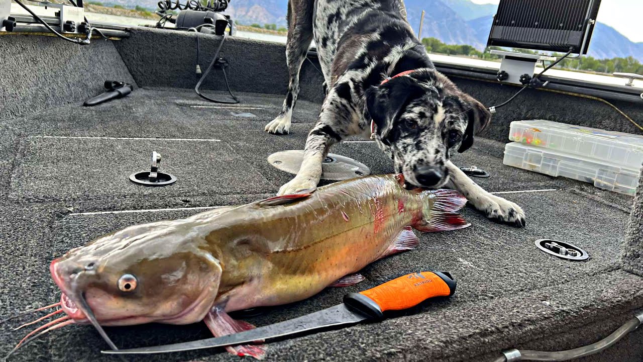 Catching Big Channel Catfish To Take Home For Dinner Catch and Cook ...