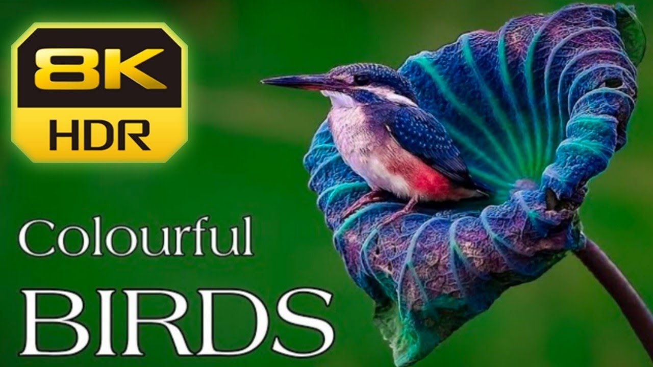 AMAZING BIRDS...! The World Of Collection In Birds || 8k Video Ultra Hd ...
