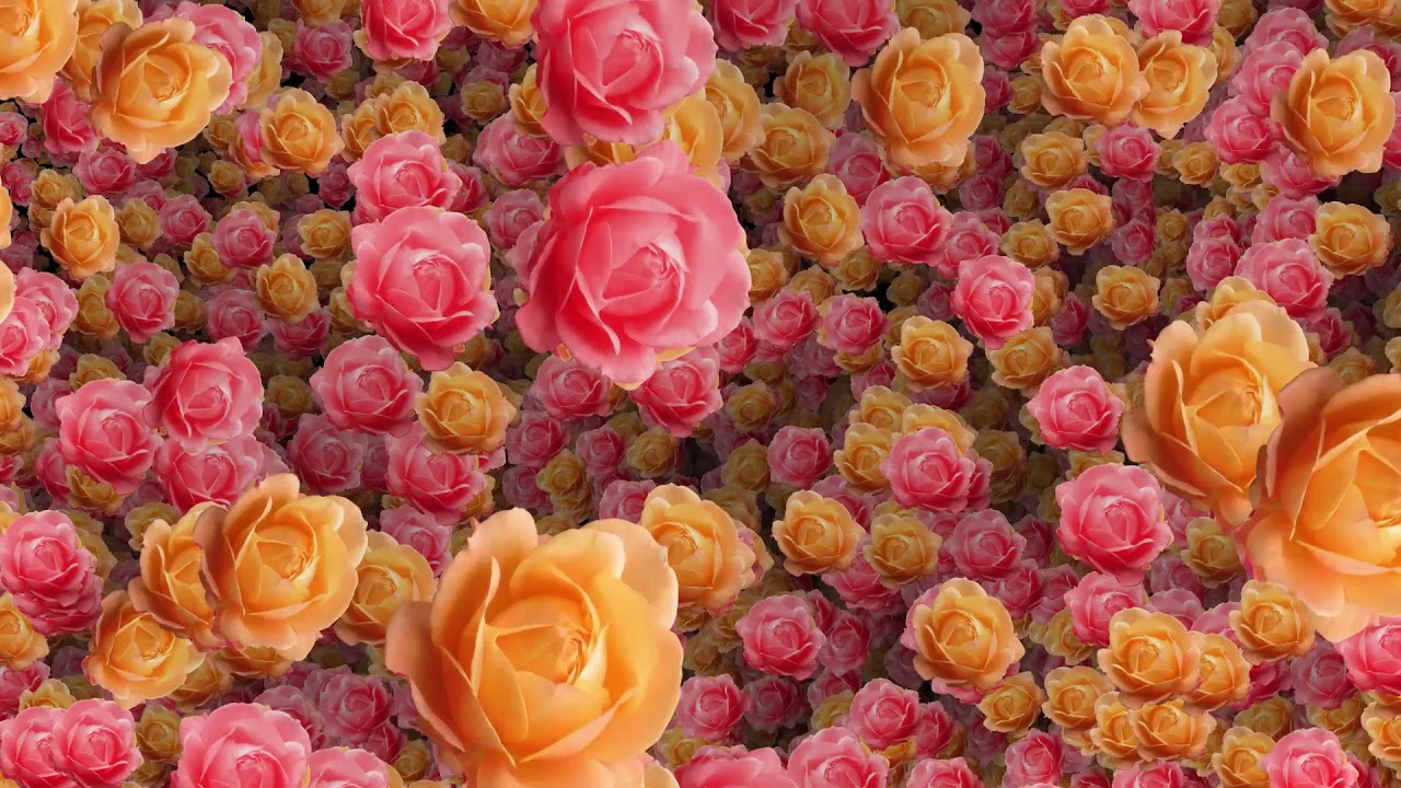 Flowers Intro Title Background Video HD - YouTube