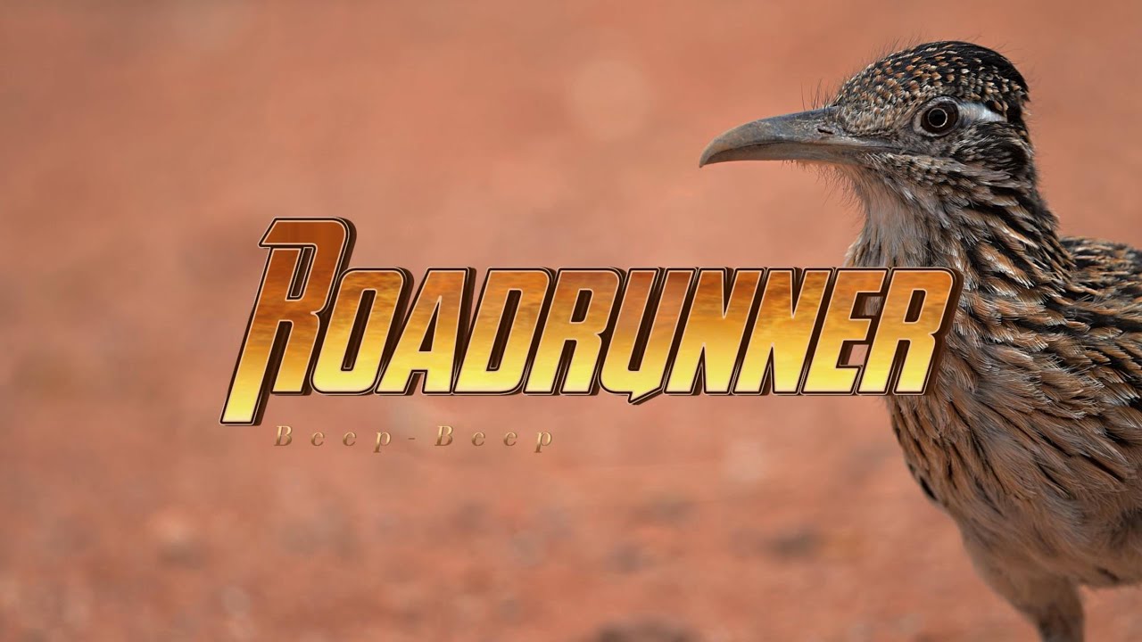 Greater Roadrunner - YouTube