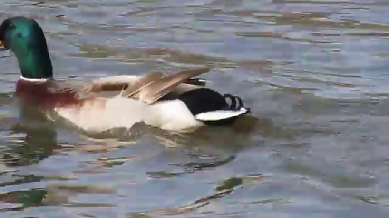 Loretta Films The Blue Jay/Angel Wing/ & Flying Ducks At Once! - YouTube