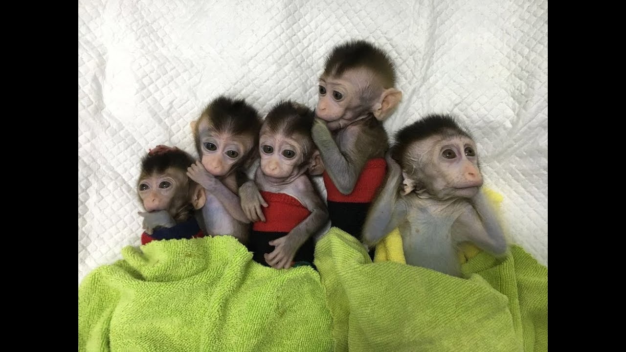 Scientists Successfully Clone Five Gene Edited Monkeys - YouTube
