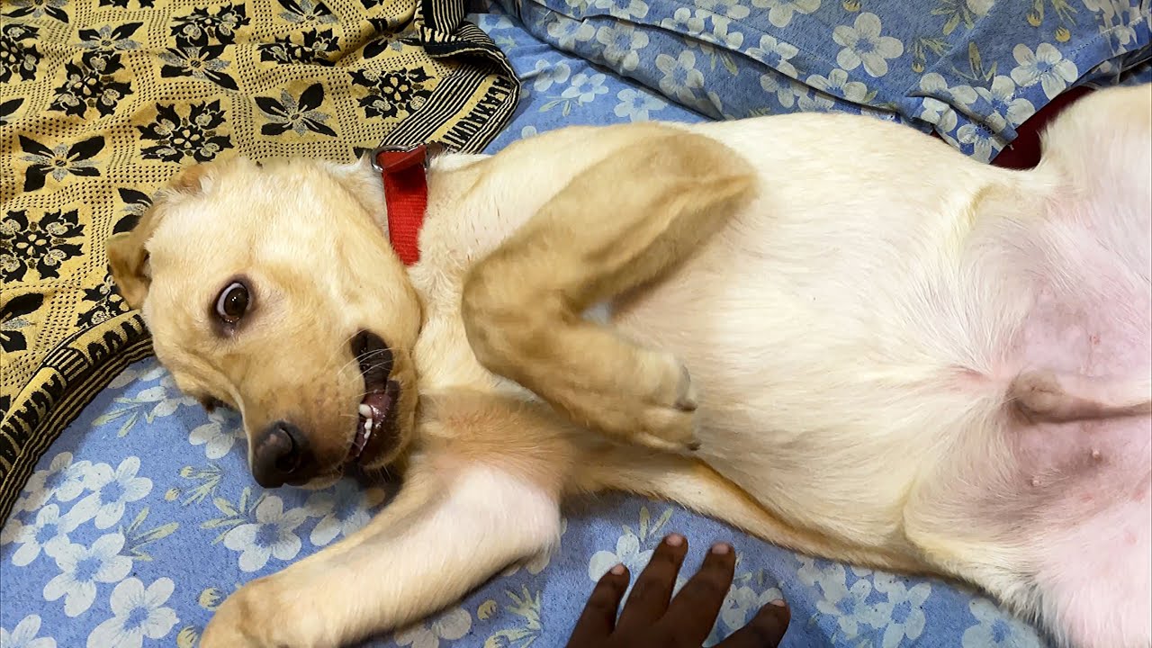 Labrador puppy gets belly rub from his brother | Little John ...