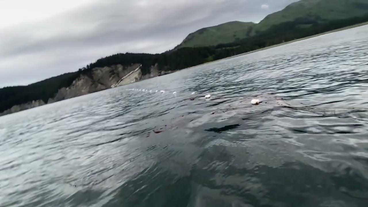 Alaska Salmon Set Net - YouTube