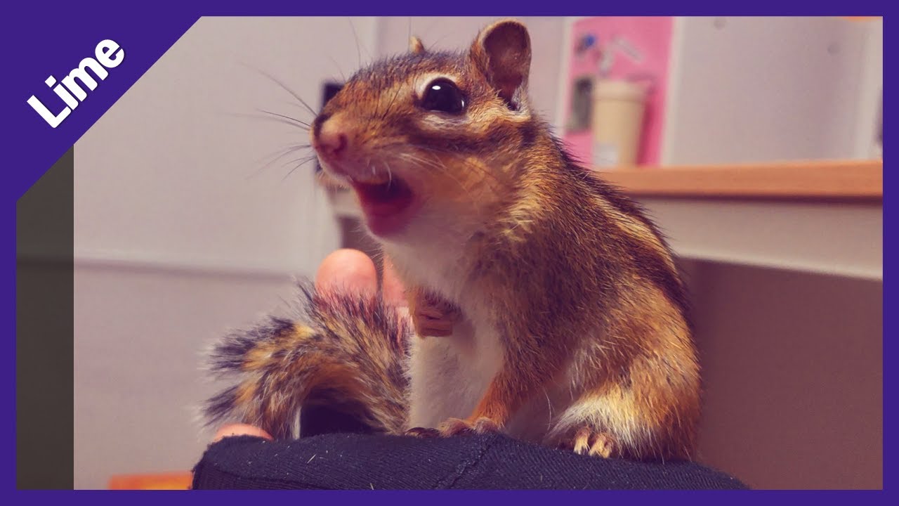 방을 따뜻하게 해줬더니 봄인 줄 알고 우는 다람쥐 / Chipmunk crying thinking it's spring ...