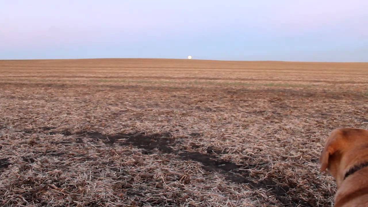 Dog Barking at Full Moon! (Harvest Moon) - YouTube