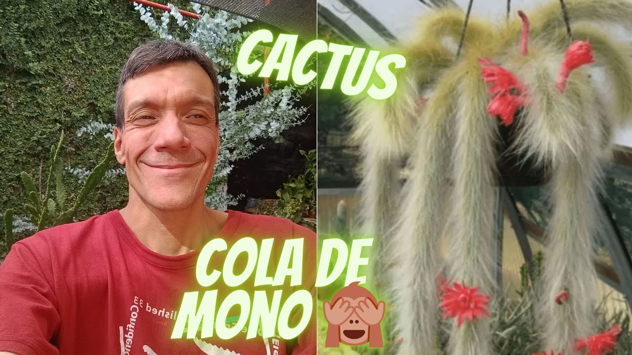 Cactus Cola de Mono/Cleistocactus Cola de Mononis ...