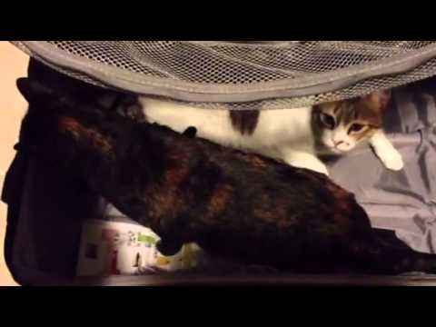 Packing with cats - YouTube