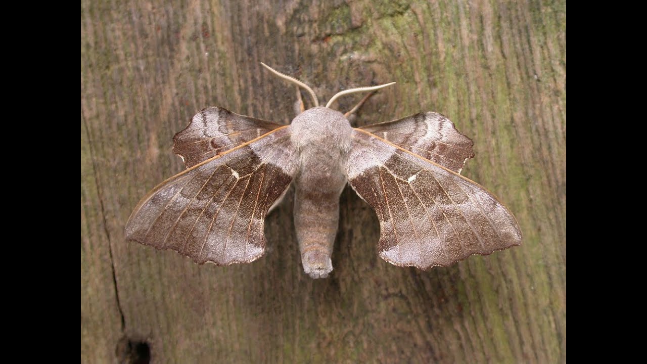 Poplar Hawk moth - YouTube