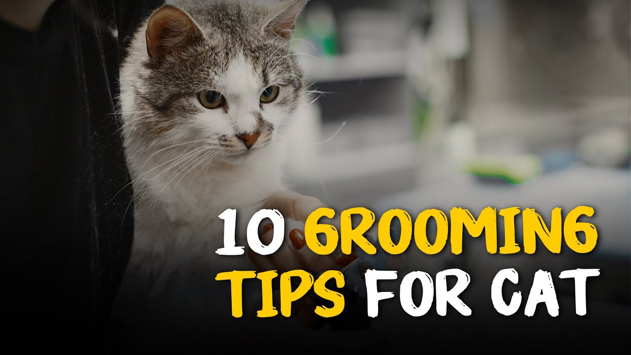 10 Essential Grooming Tips For Cats - YouTube