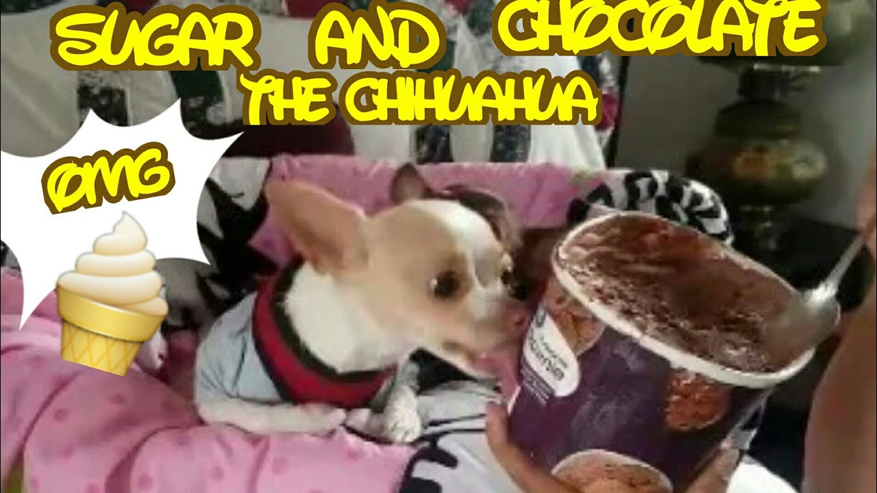 Sugar and Chocolate the Chihuahua loves Ice Cream/Frosty Paws Ice Cream ...