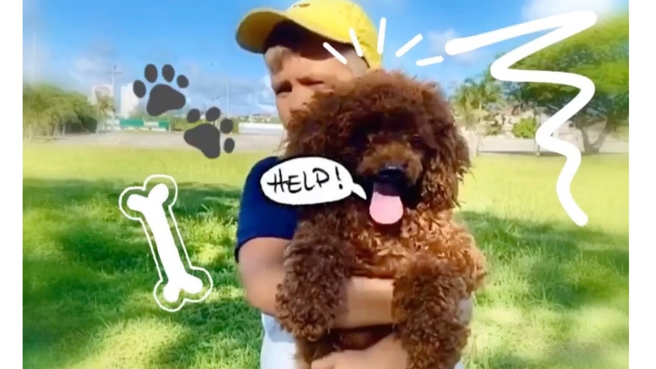 Прогулка с собакой🐕🐶|| Yarik COOL( Walk with my dog ) - YouTube