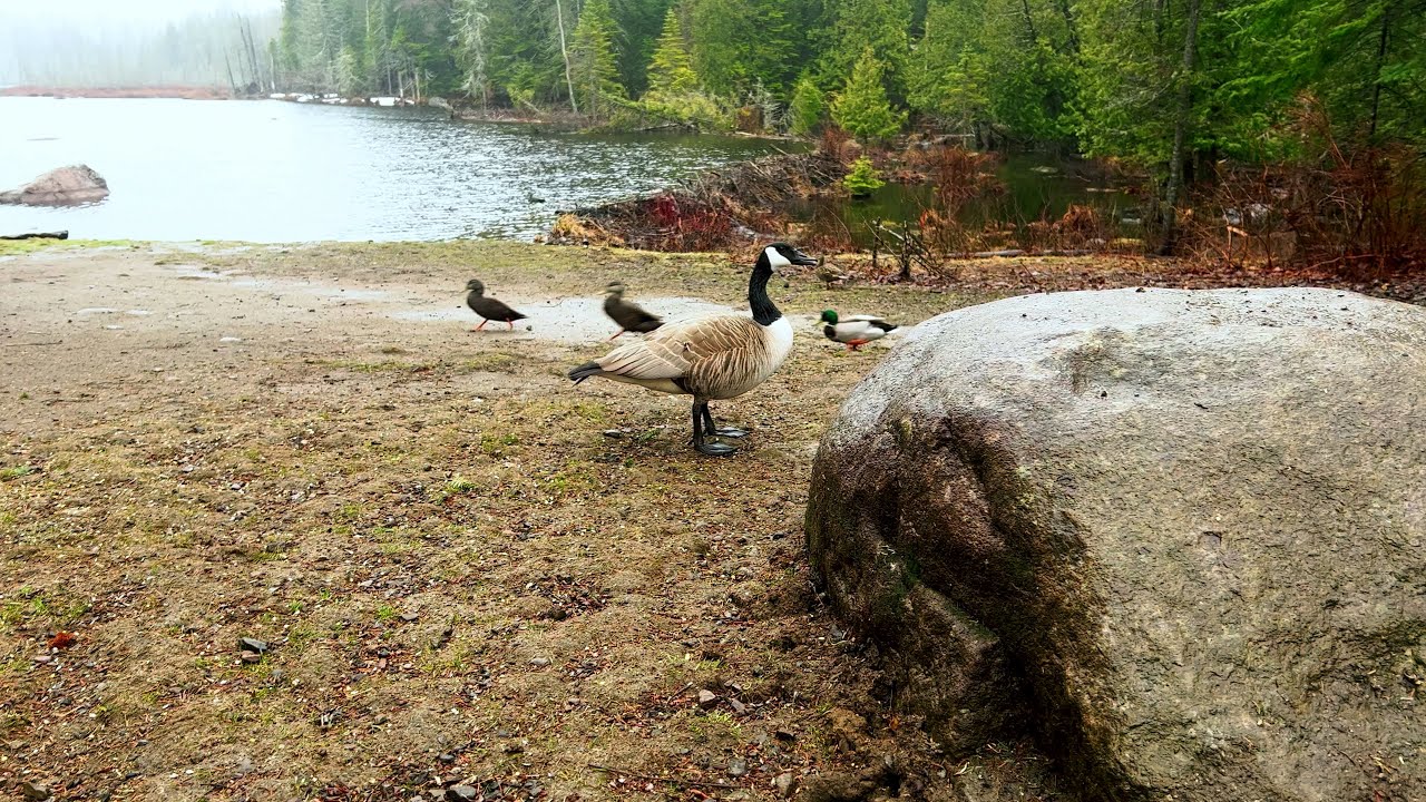 Goose Takes a Break From Nest Duty 🪿 - YouTube