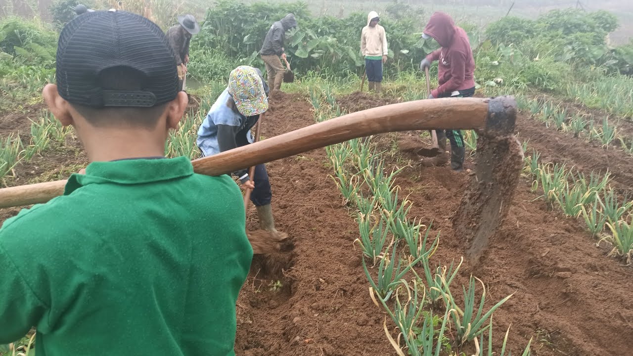 Tanam kentang pada saat hujan baik atau tidak yahh??? Yo simak videonya ...