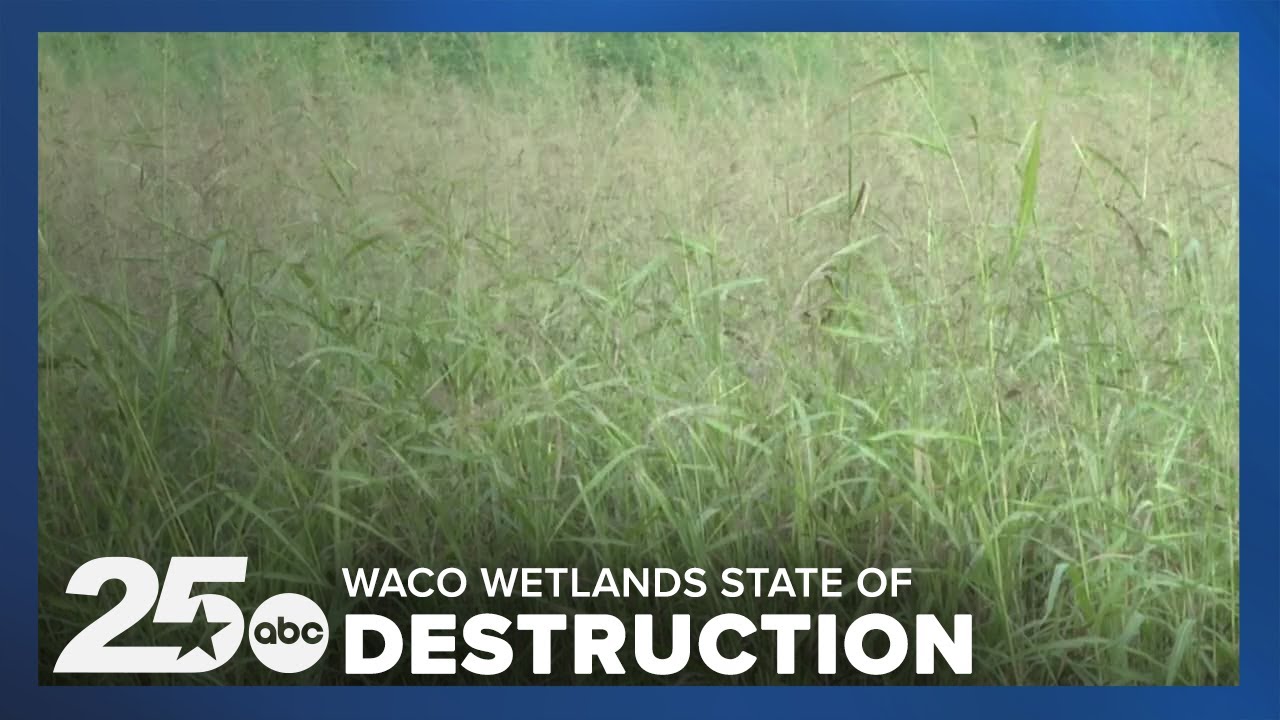 Lake Waco Wetlands in state of destruction as the area celebrates its ...