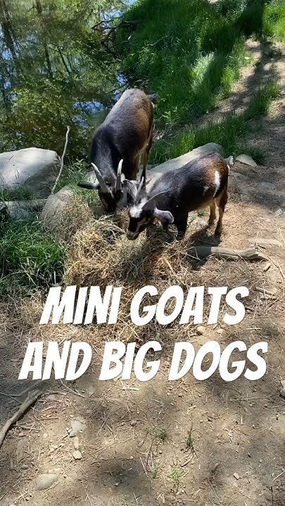 Mini goats and big dogs getting snacks and cold drinks on a sunny ...