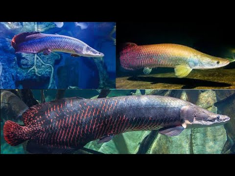 Arapaima one of largest freshwater fish | taraporewala aquarium mumbai ...