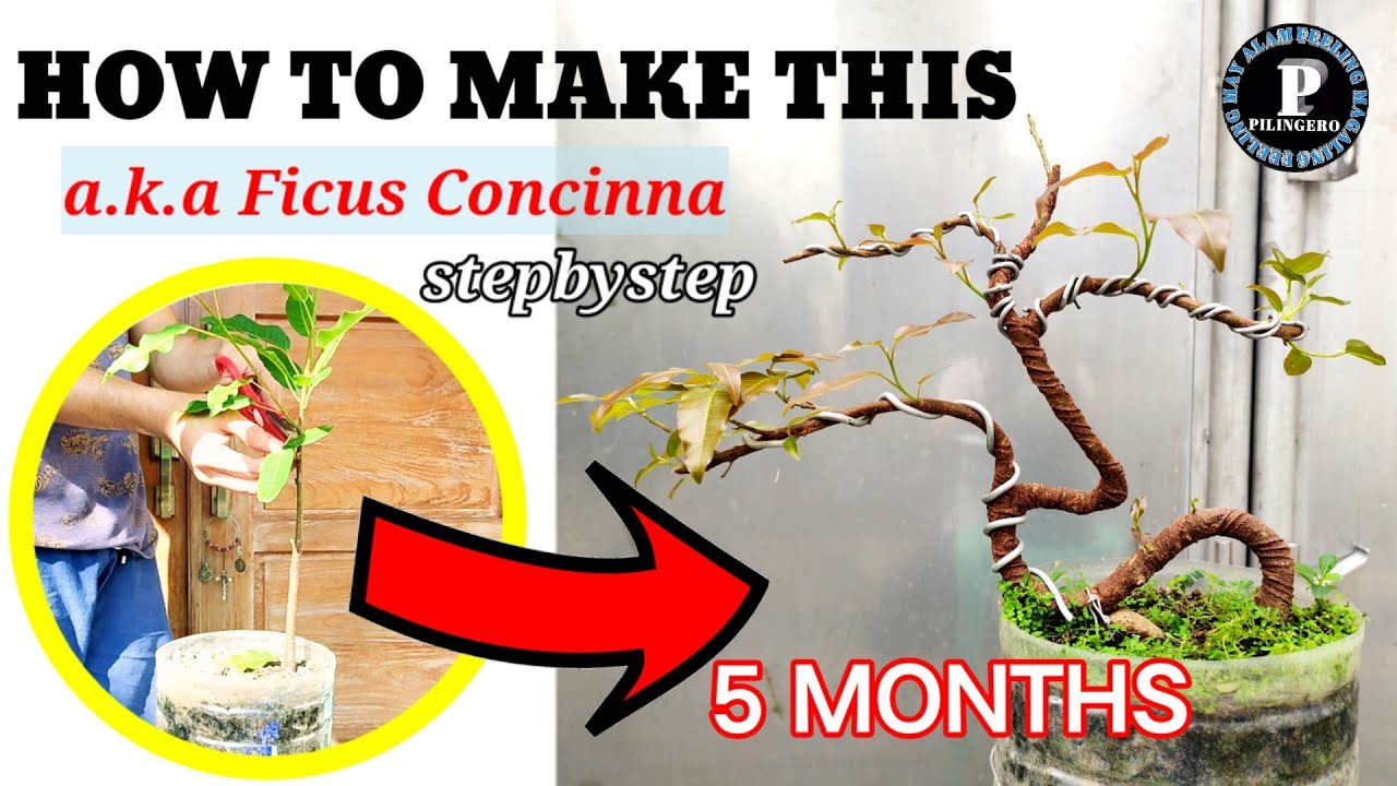 RED BALETE BONSAI OBRA 1 |BONSAI MAKING AND TUTORIAL STEP-BY-STEP - YouTube