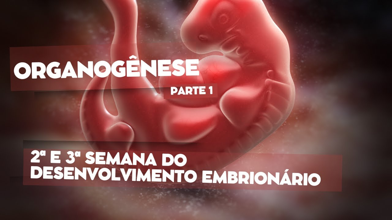 Organogênese (parte 1) - 2ª e 3ª semana do desenvolvimento embrionário ...
