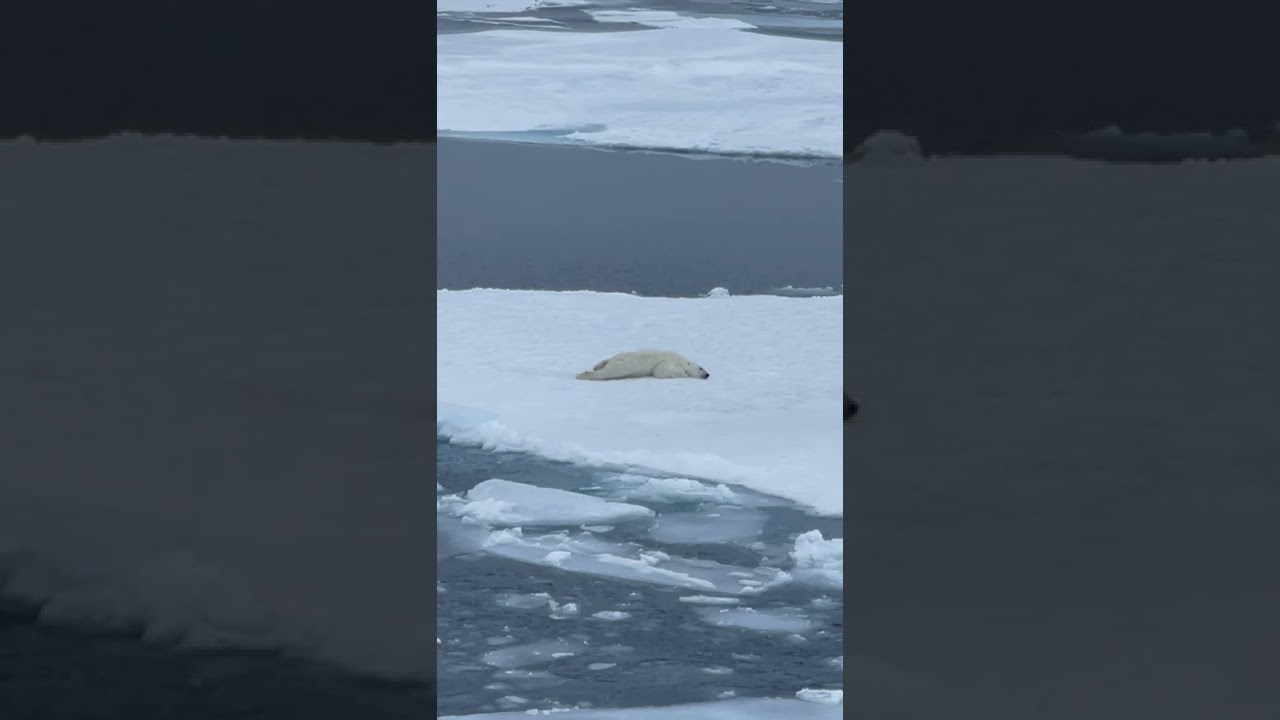 Polar Bear Crawls and Slides on Chest to Cross Sheet of Ice - YouTube