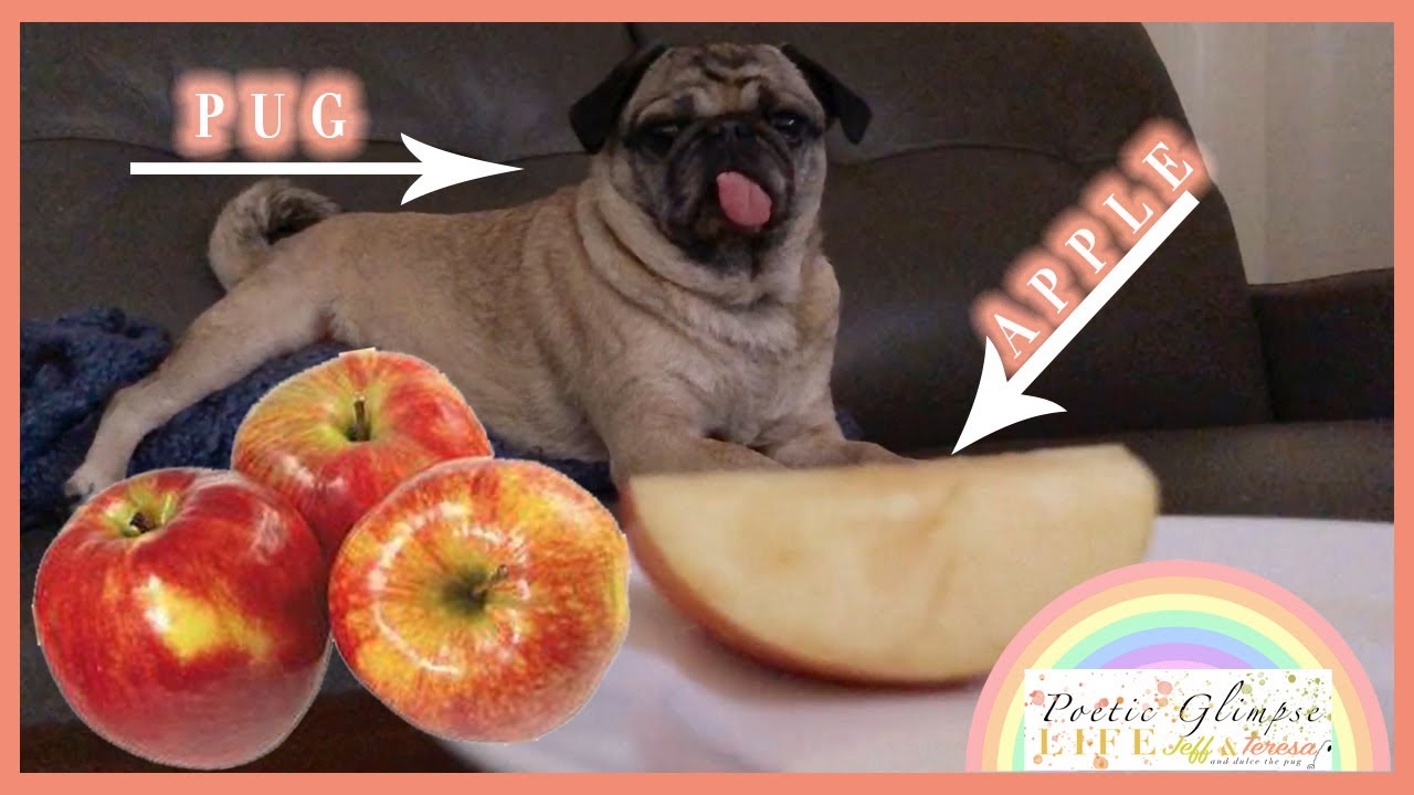 Pug vs Apple|Unattended Snack Challenge|Poeticglimpselife - YouTube
