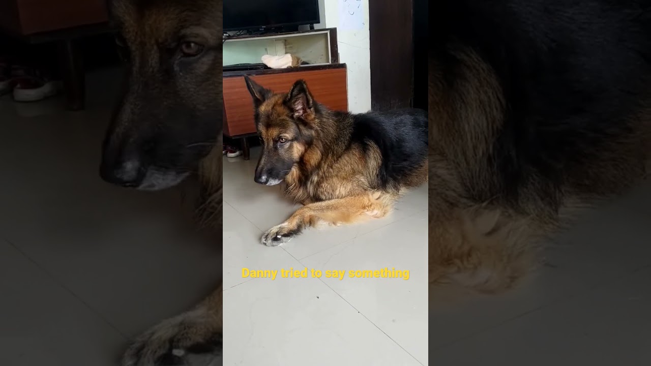 Talking German Shepherd #gsd #shorts - YouTube