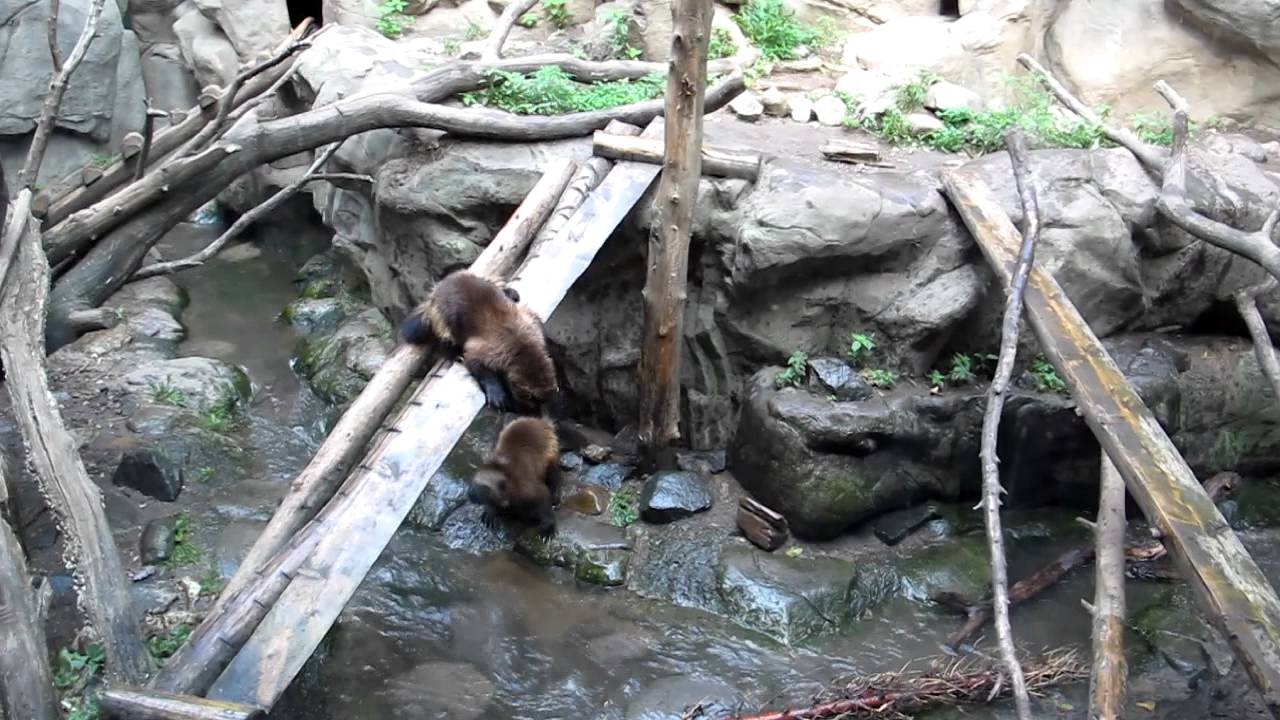 Wolverines At The Minnesota Zoo -Wild Animals - YouTube