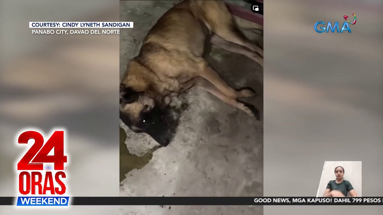 Asong namatay matapos makipaglaban sa cobra, itinuturing na hero dog ...