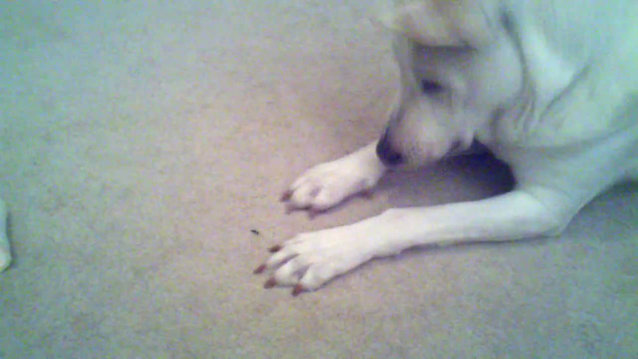 dog named Luke-vs-the ant - YouTube
