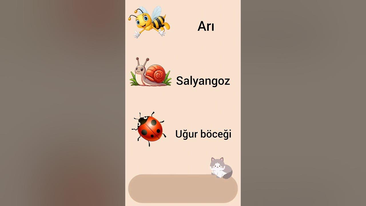 انواع حیوانات/animals/hayvanlar #turkish #english #learnturkish # ...