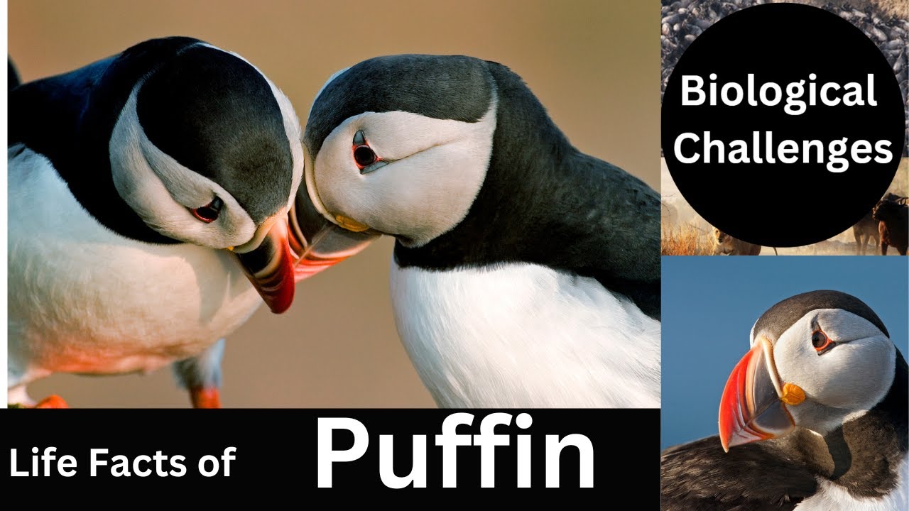 Puffin - YouTube