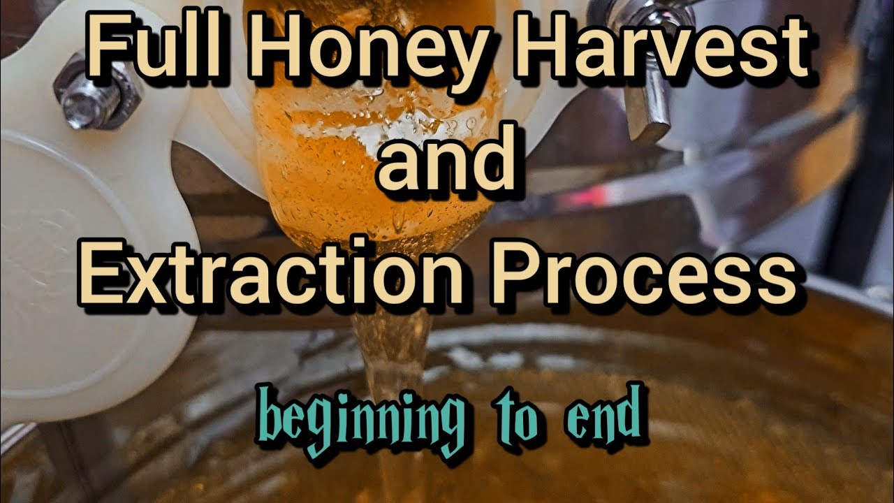 Full Honey Harvesting, Extracting and Bottling Process - YouTube