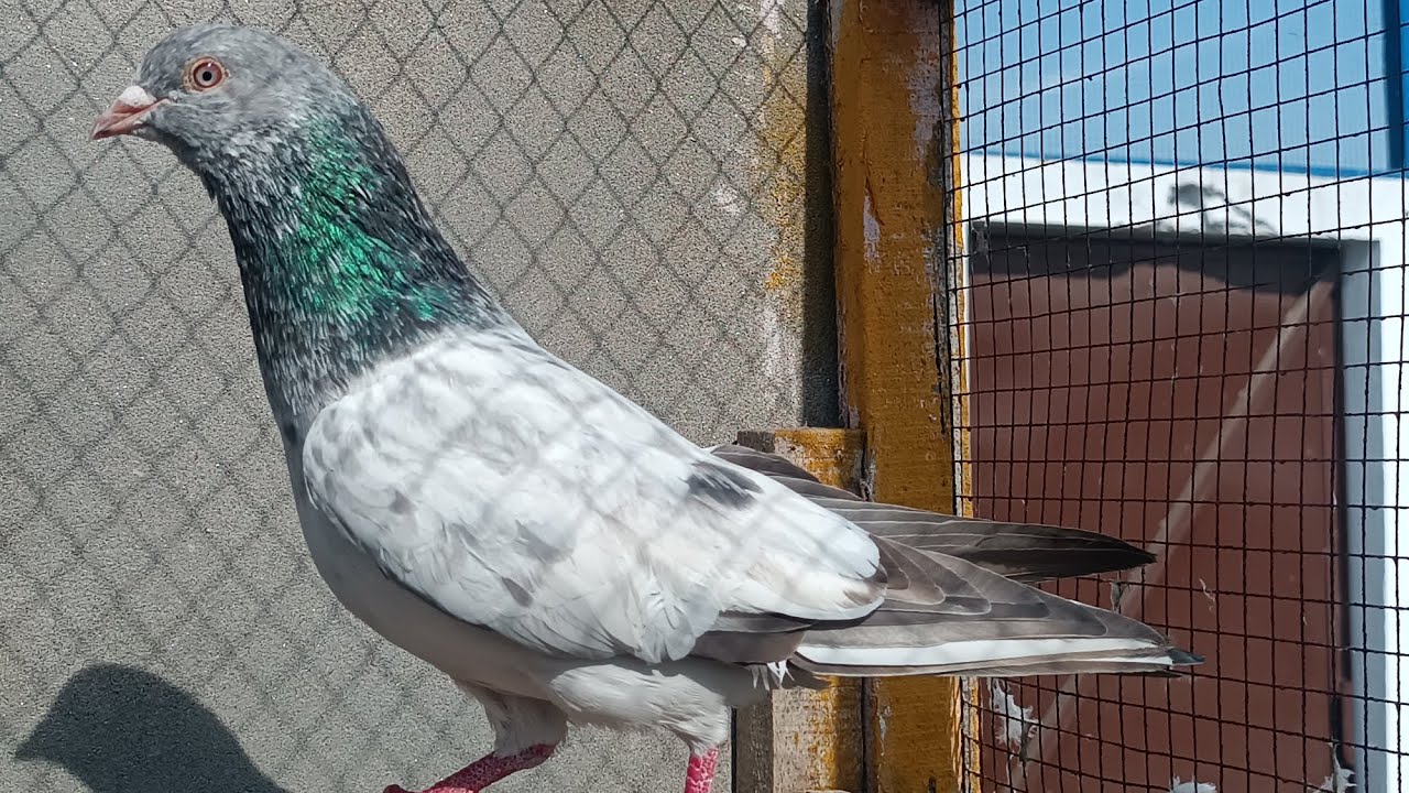 Amamdeen Kabootar Pakra, 6 Outclass Kabootar Pakrey | Pigeons Biz | # ...