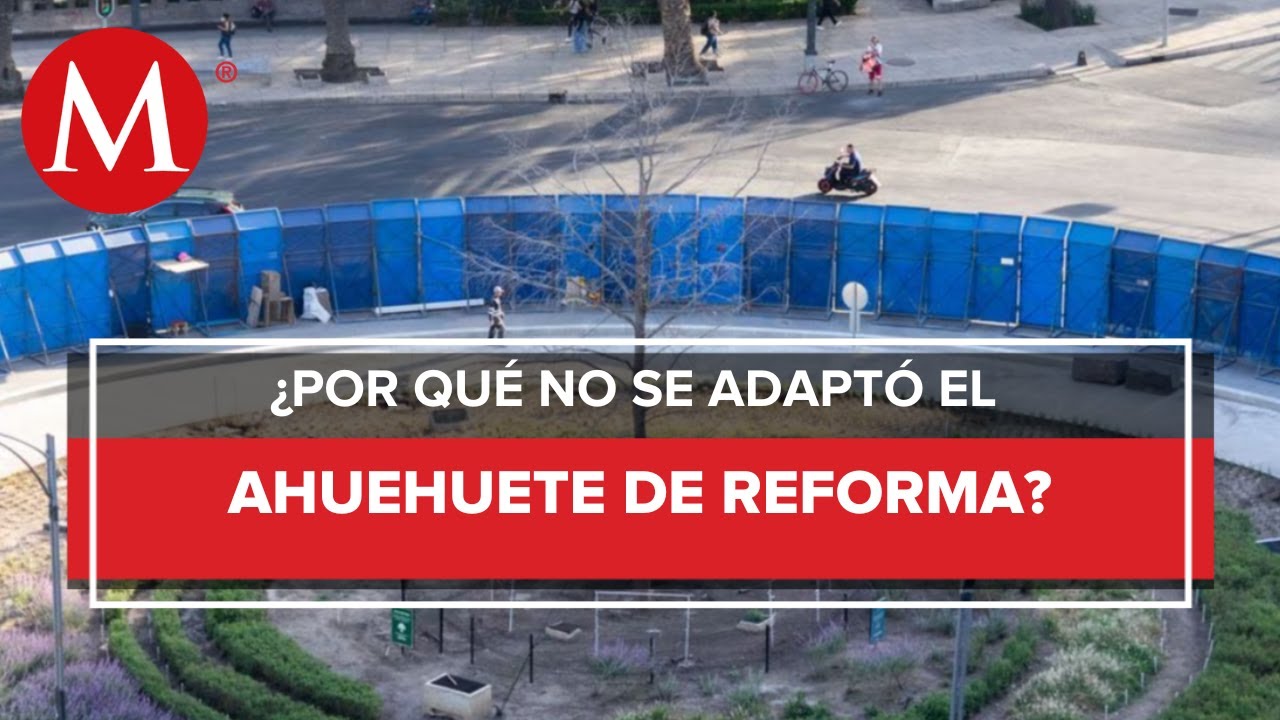 Ahuehuete de Reforma no pudo adaptarse y será remplazado por un ...