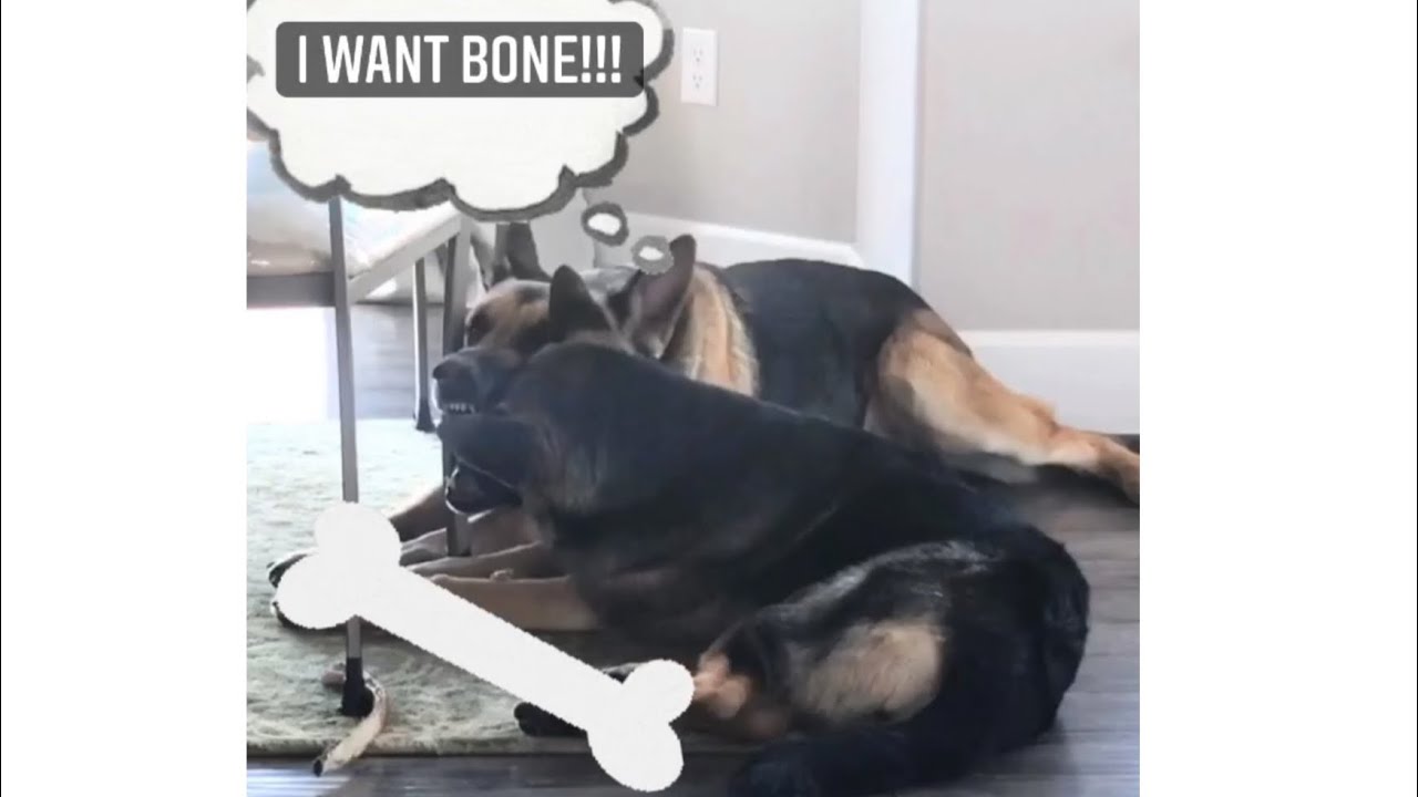 German Shepherd whining!! - YouTube