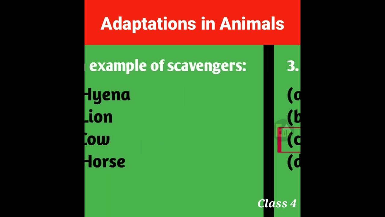 Adaptations In Animals Class 4 Questions And Answers shorts YouTube adaptations-in-animals-class-4-questions-and-answers-shorts-youtube