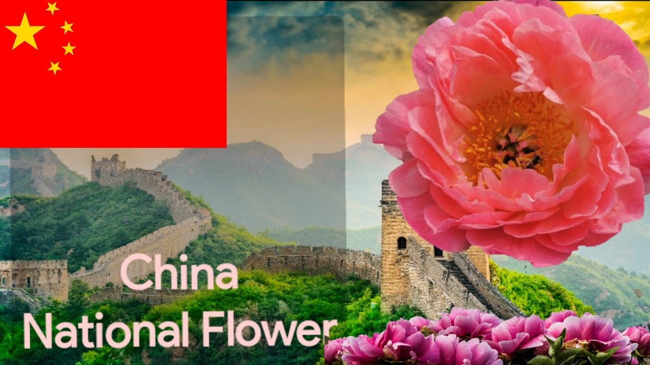 National Flower of China: Peony Flowers - YouTube