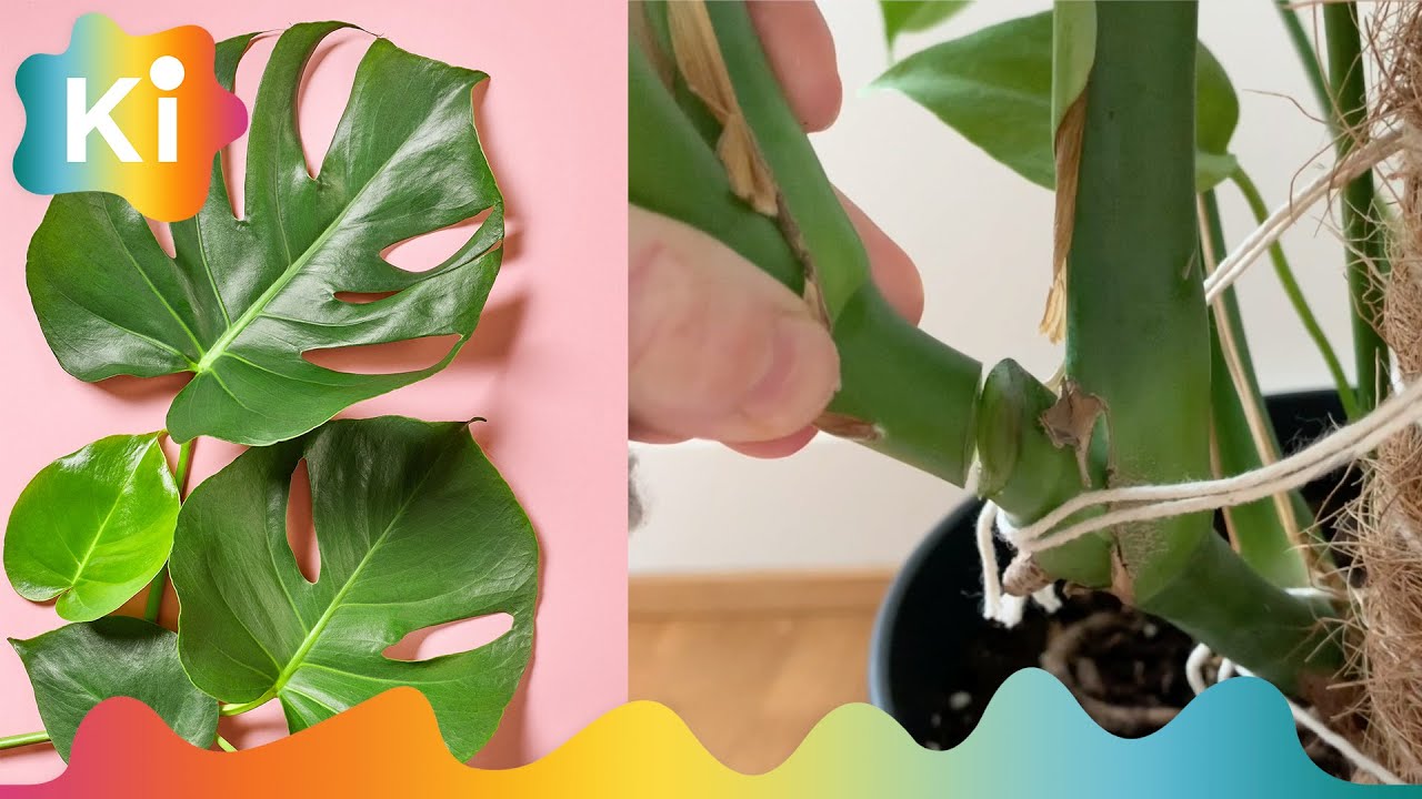 Stikling av monstera: Hvordan ta avlegger - YouTube