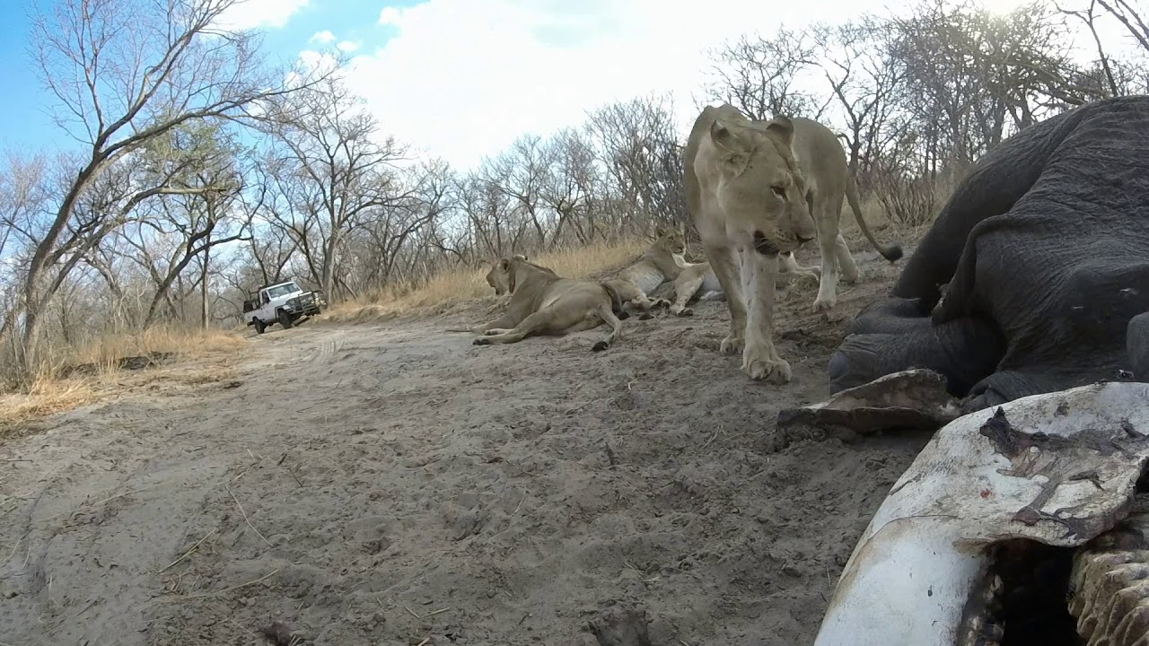 Lion-spit on my GoPro - YouTube