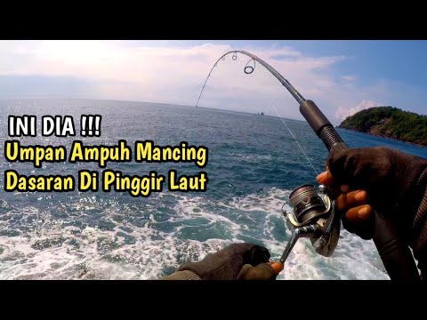 INI DIA UMPAN AMPUH MANCING DASARAN DI PINGGIR LAUT !!! - YouTube