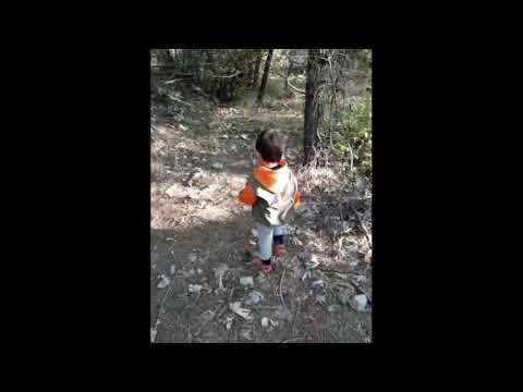 Yunus Emre davar güdüyor (BABASININ OĞLU BU İŞİ DOĞUŞTAN BİLİYOR😊😍)