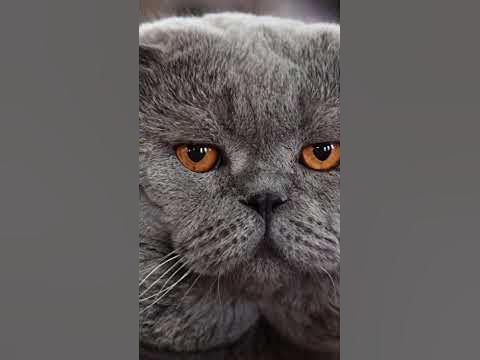 #кошечки #милые кошки #топ #котики #тренд - YouTube