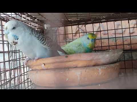 Holand Badri Bird Setup Video - YouTube