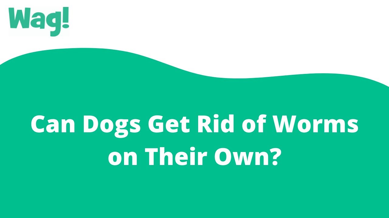 Can Dogs Get Rid of Worms on Their Own? | Wag! - YouTube