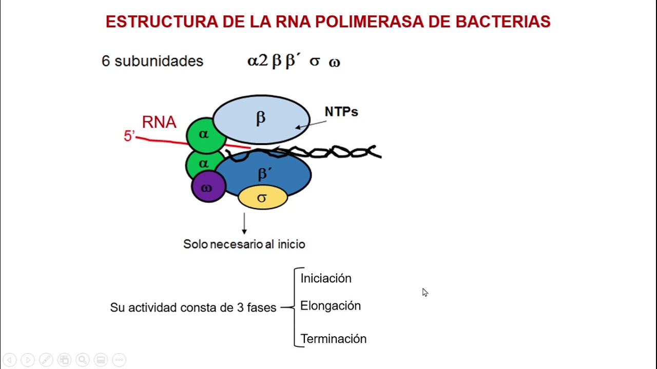 Transcripción en bacterias 1/2 - YouTube