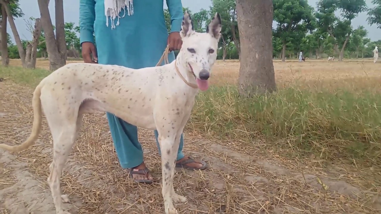 Pure Tazi Dog Male in sindh - YouTube