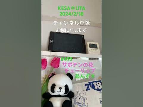 あんず＊ KESA＊UTA #495 2024/2/18 サボテンの花 チューリップ 大阪在住 シンガーソングライター あんず＊ Anzu＊あんず＊うた cover カバー ケサウタ ...